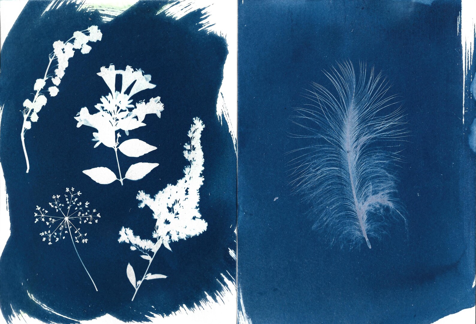 Set of Botanical Cyanotype Prints, Assorted 5 X 7 Prints - Etsy