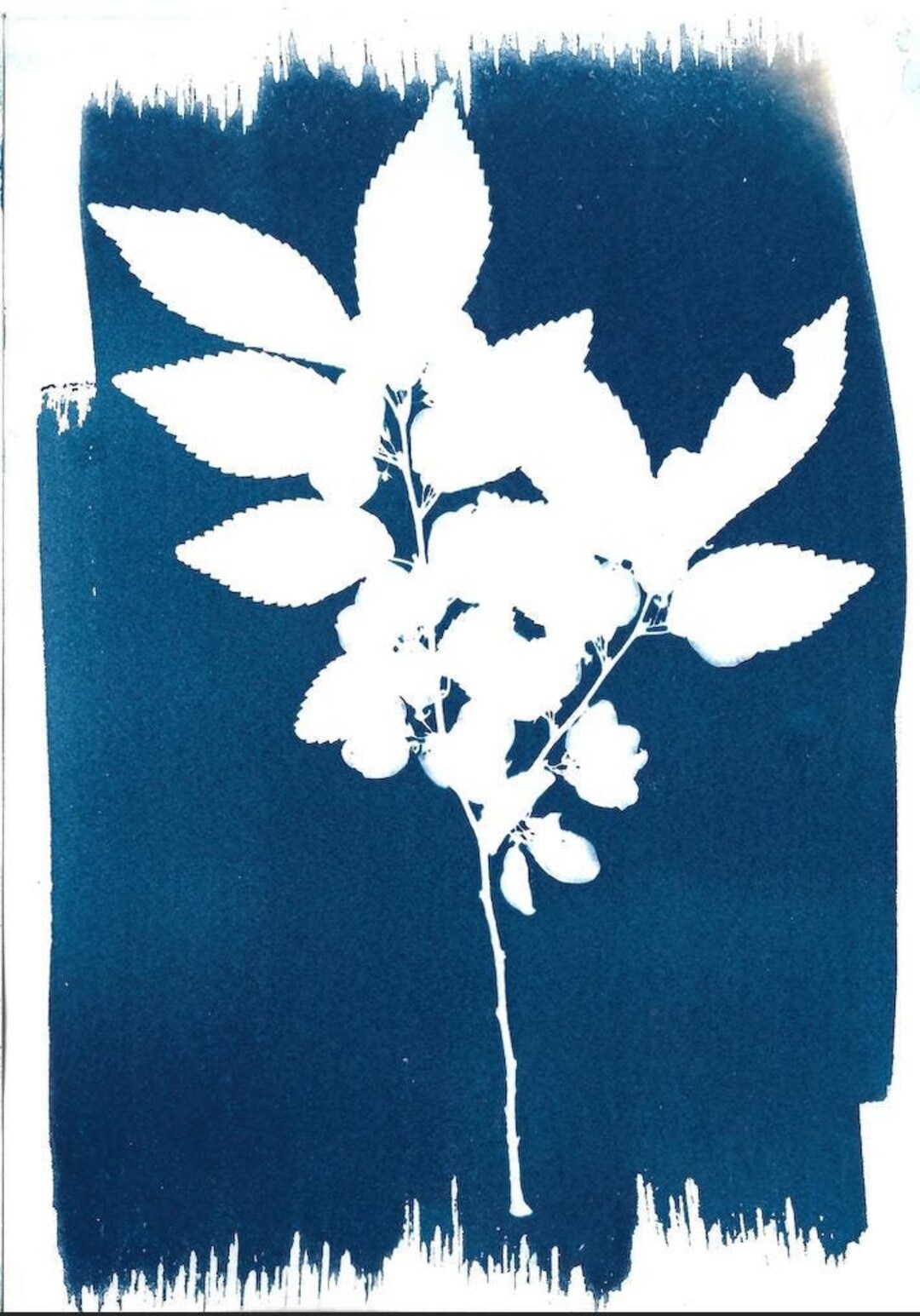 Chinese Elm Leaves Cyanotype Print - Etsy