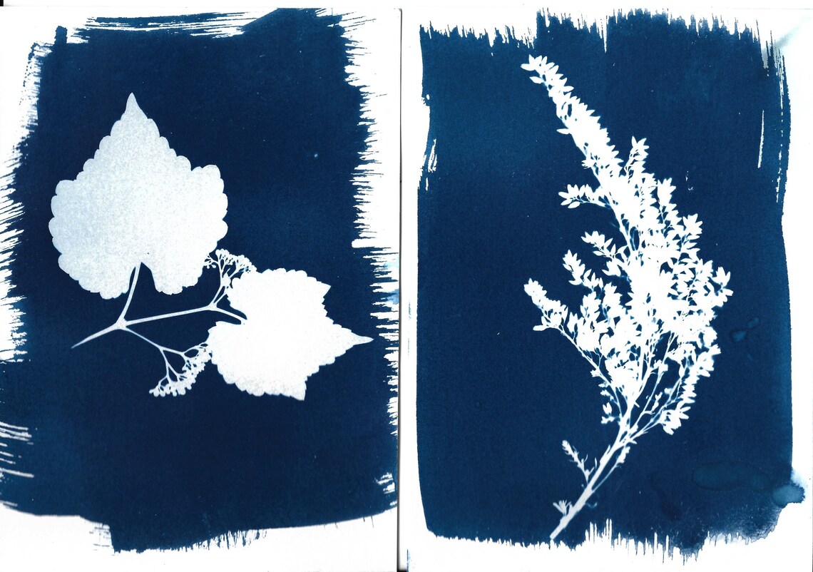 Set of Botanical Cyanotype Prints, Assorted 5 X 7 Prints - Etsy