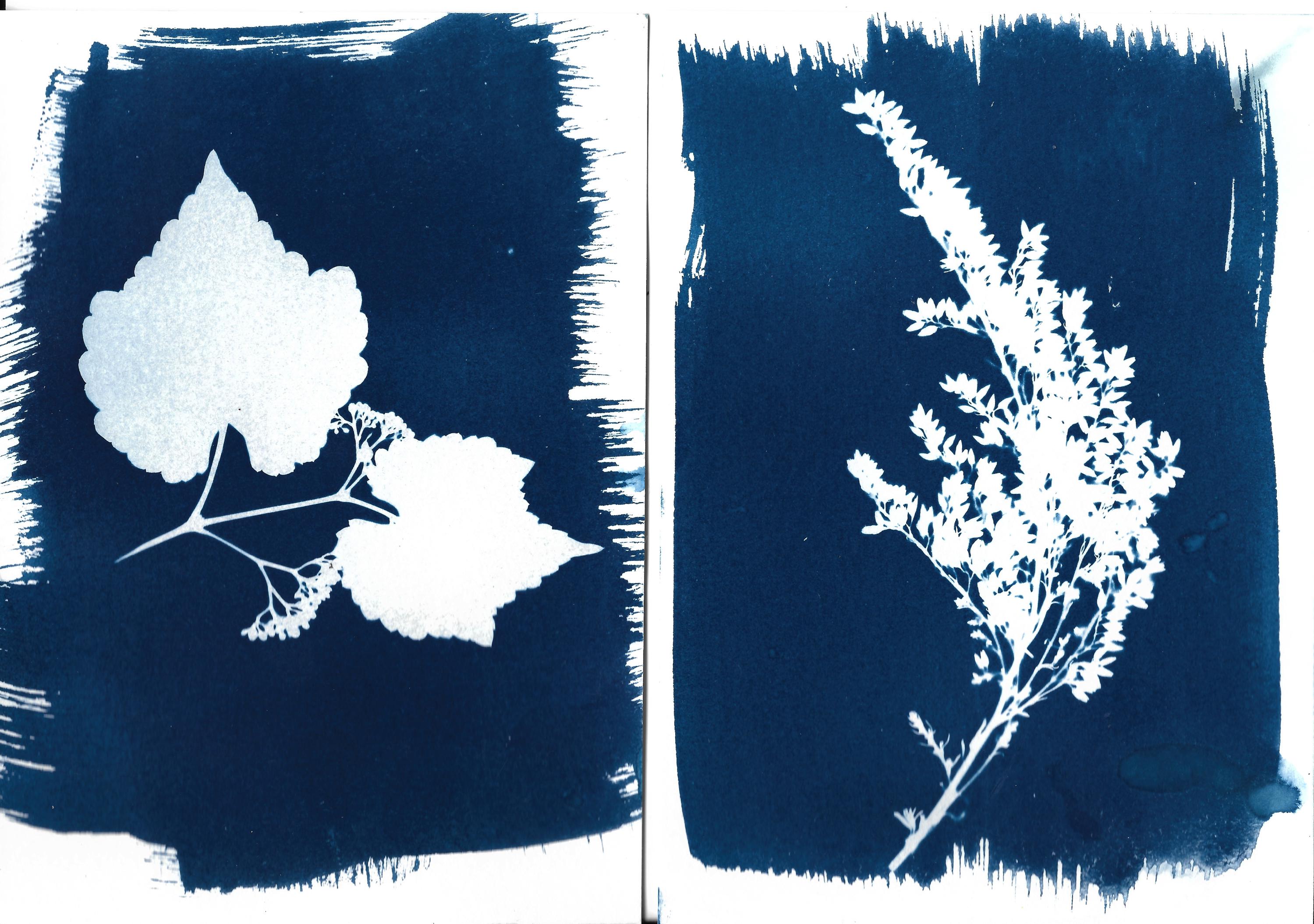 Set of Botanical Cyanotype Prints, Assorted 5 X 7 Prints - Etsy
