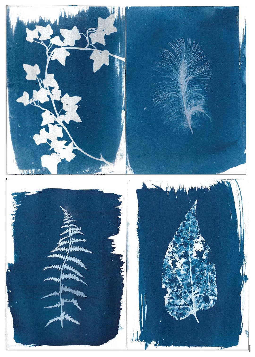 Set of Botanical Cyanotype Prints, Assorted 5 X 7 Prints - Etsy