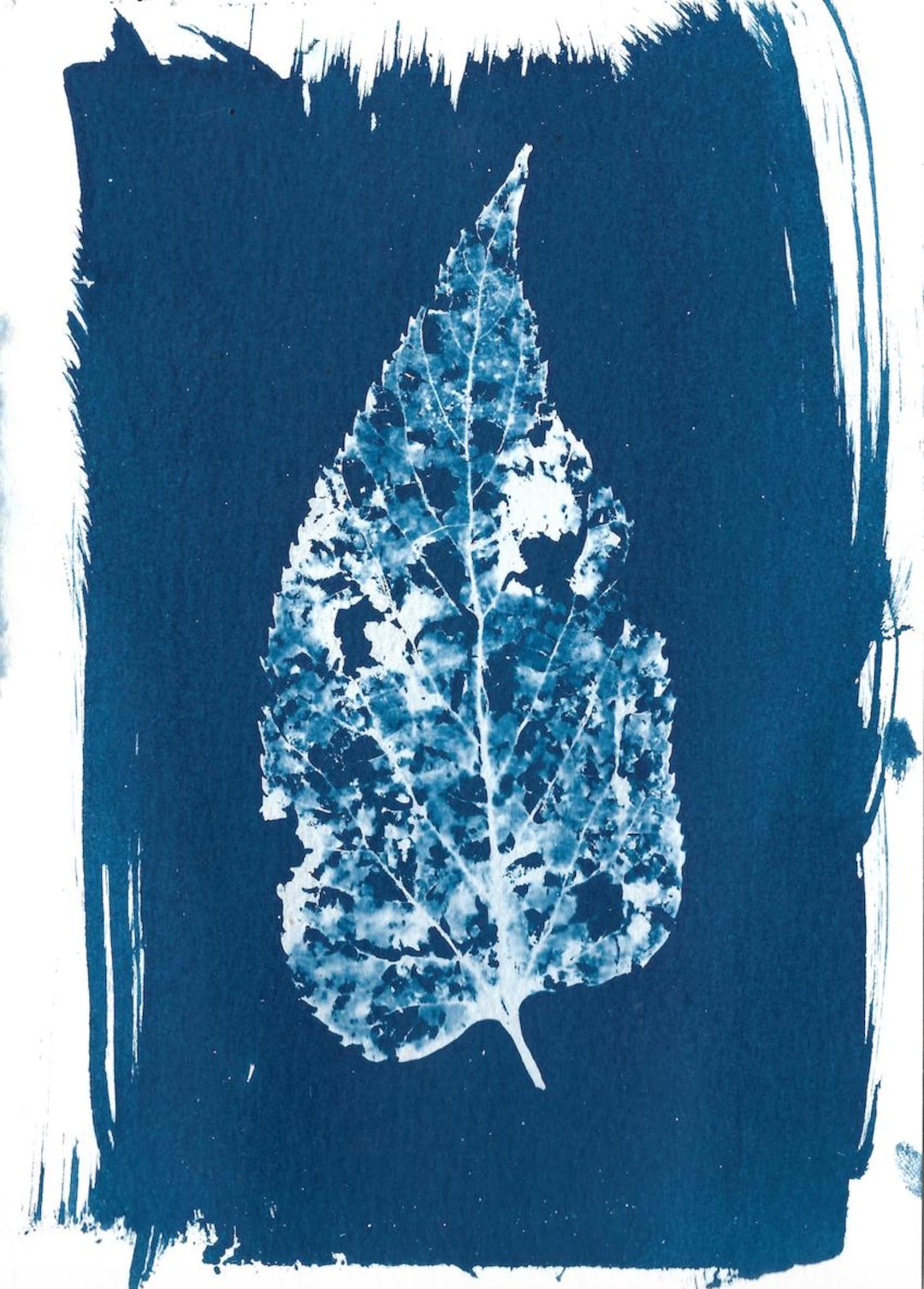 Leaf Skeleton Cyanotype Print, 5x7 - Etsy