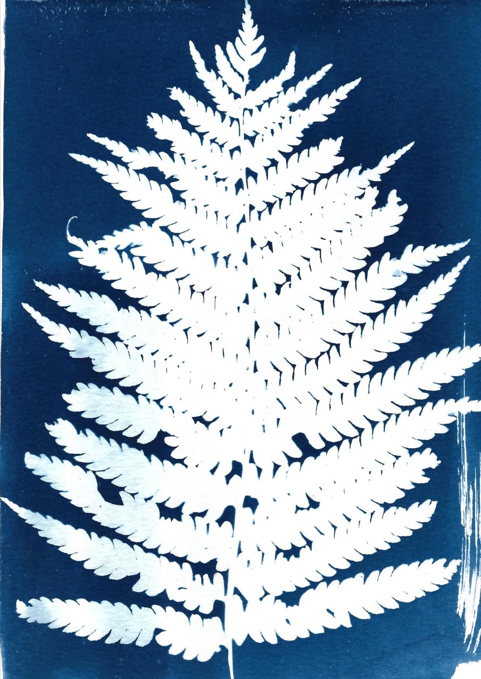 Set of Botanical Cyanotype Prints, Assorted 5 X 7 Prints - Etsy