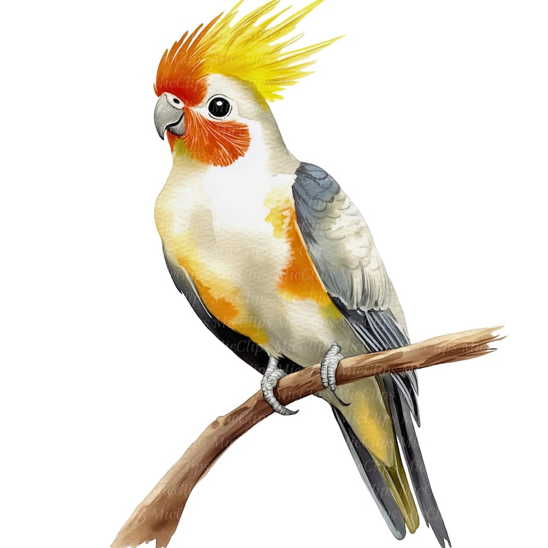 8 Bird Clipart, Watercolor Cockatiel, Printable Clipart, High Quality ...