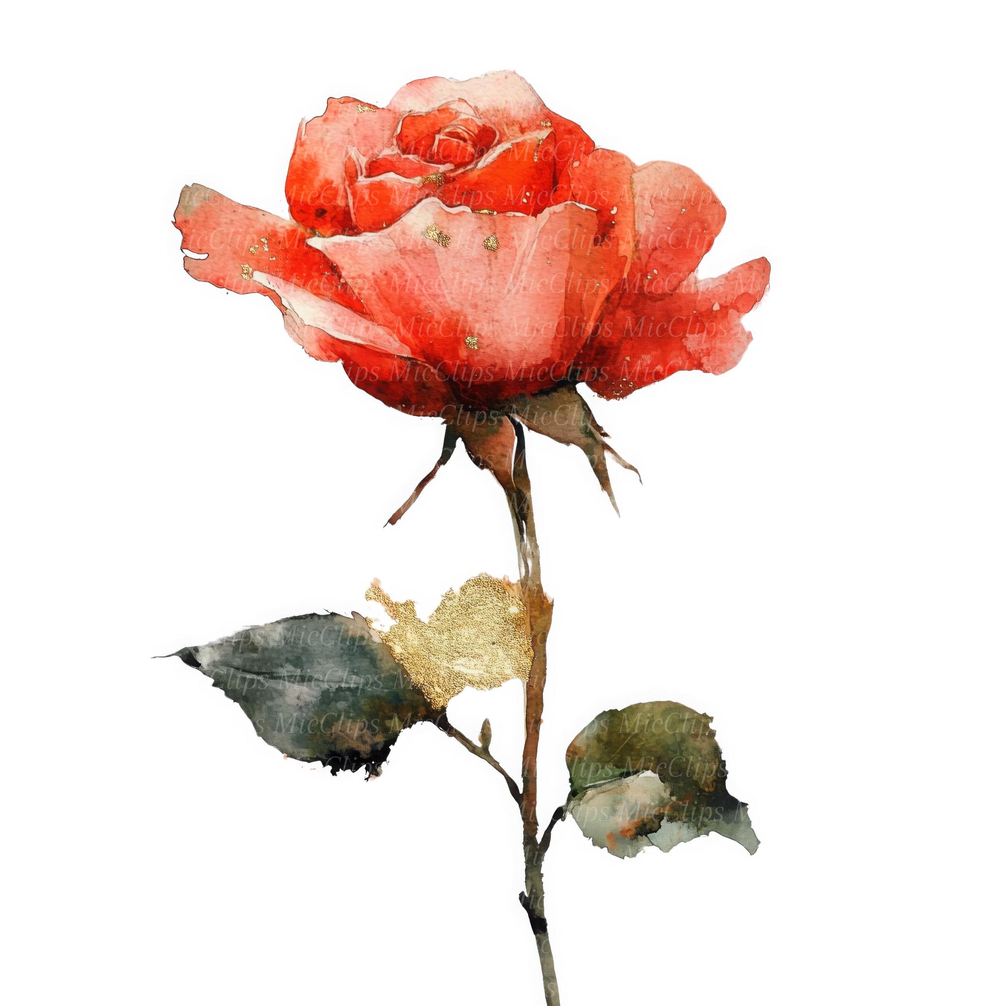 Watercolor Rose Clipart, Floral Illustration, Digital Download (jpgs ...