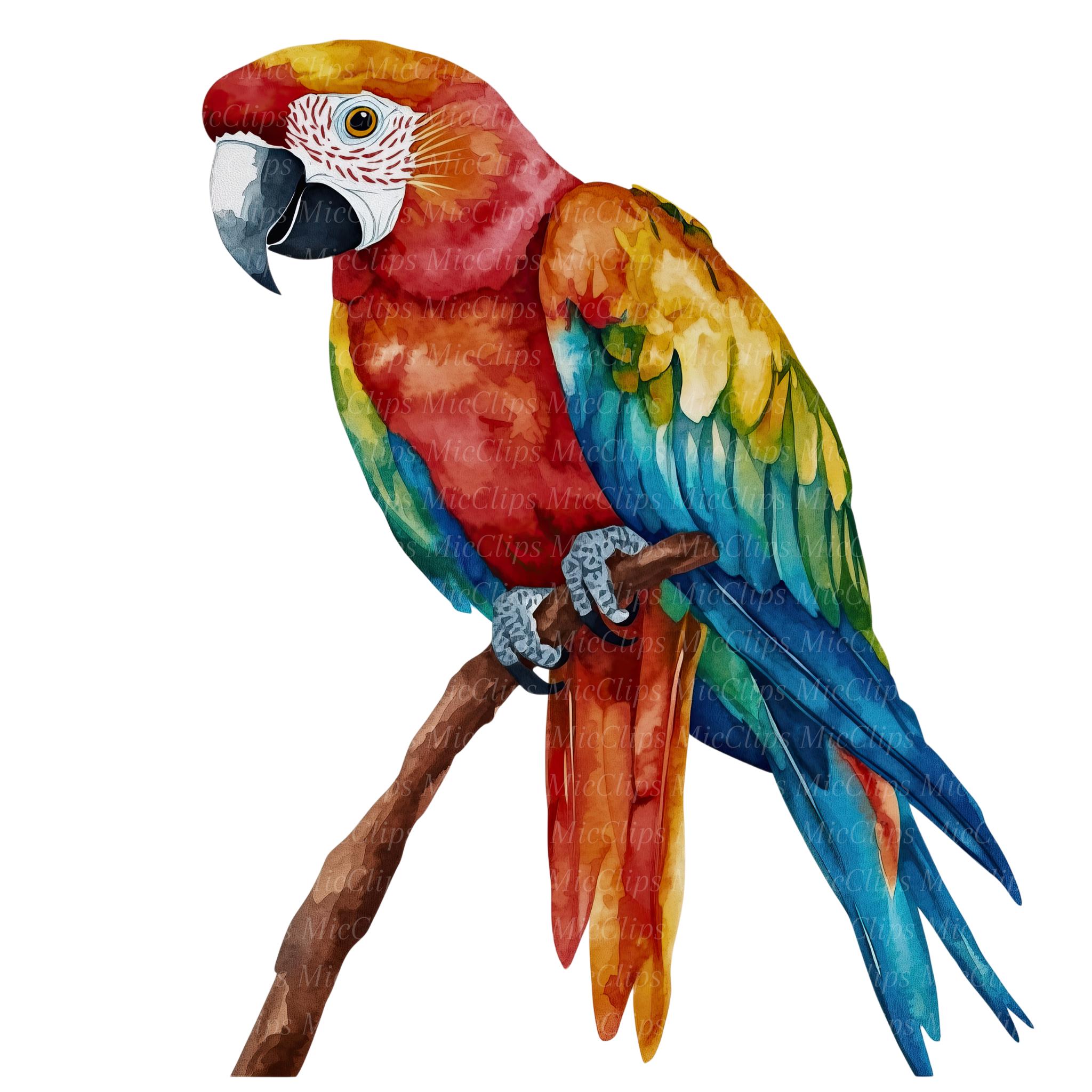 10 Macaw Bird Clipart, Watercolor Birds, Printable Clipart, High ...