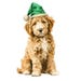 10 Festive Baby Labradoodles, Golden Doodle With a Santa Hat, Christmas ...