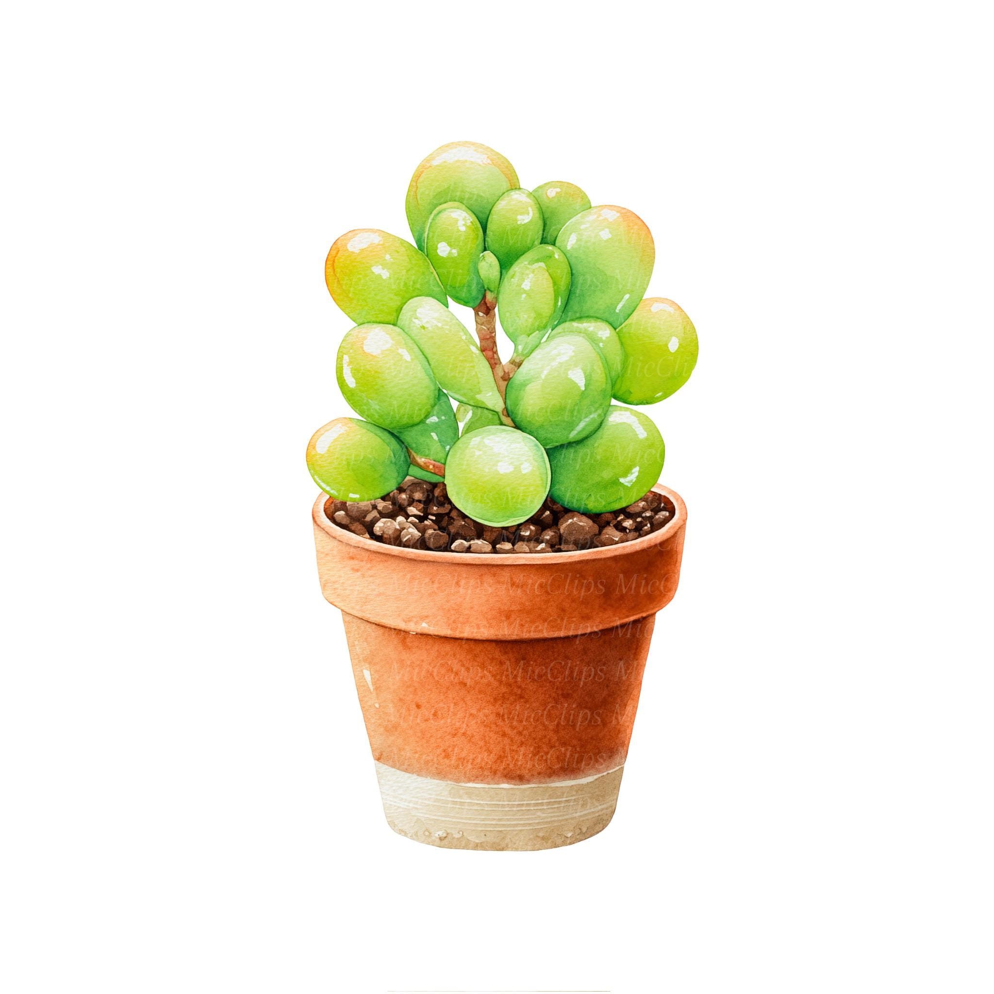 35 Succulent Clipart, Hanging Succulent PNG, Printable Watercolor ...