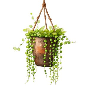 35 Succulent Clipart, Hanging Succulent PNG, Printable Watercolor ...