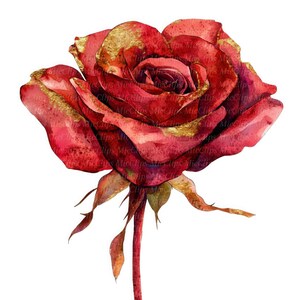 Watercolor Rose Clipart, Floral Illustration, Digital Download (jpgs ...