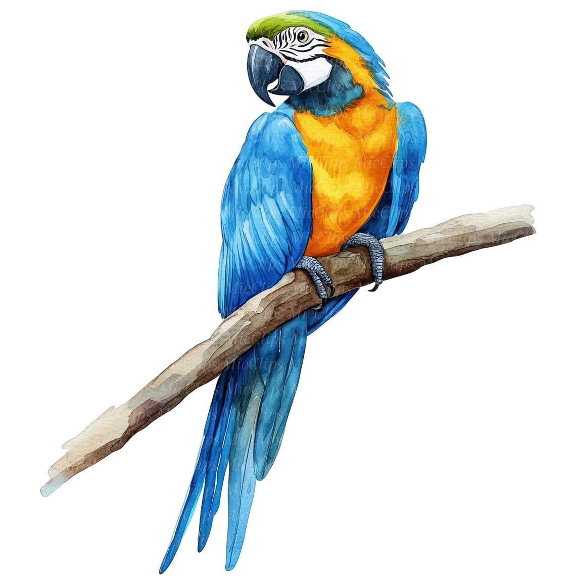 10 Macaw Bird Clipart, Watercolor Birds, Printable Clipart, High ...