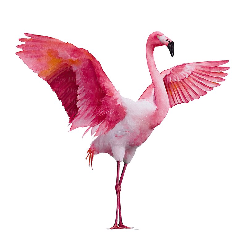 10 Watercolor Flamingo Clipart, Pink Flamingo PNG, Tropical Bird ...