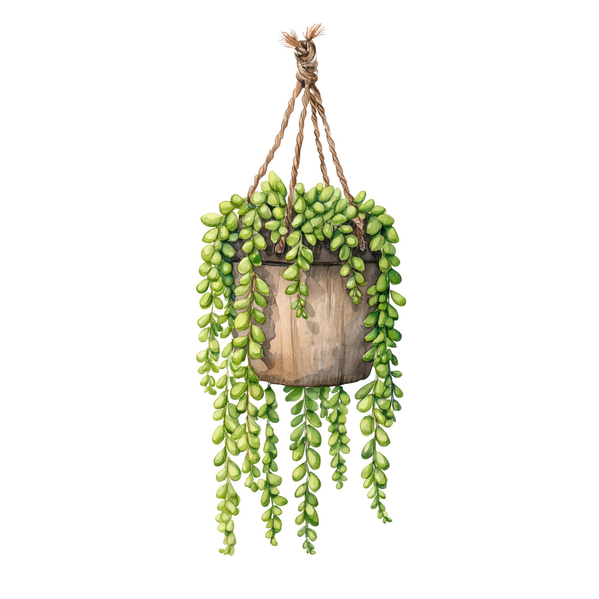35 Succulent Clipart, Hanging Succulent PNG, Printable Watercolor ...
