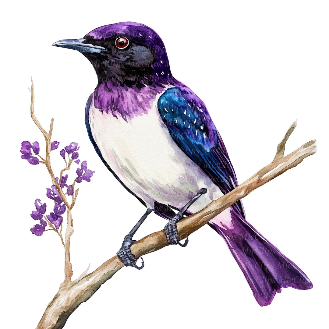10 Starling Bird Clipart, Watercolor Birds, Printable Clipart, High ...
