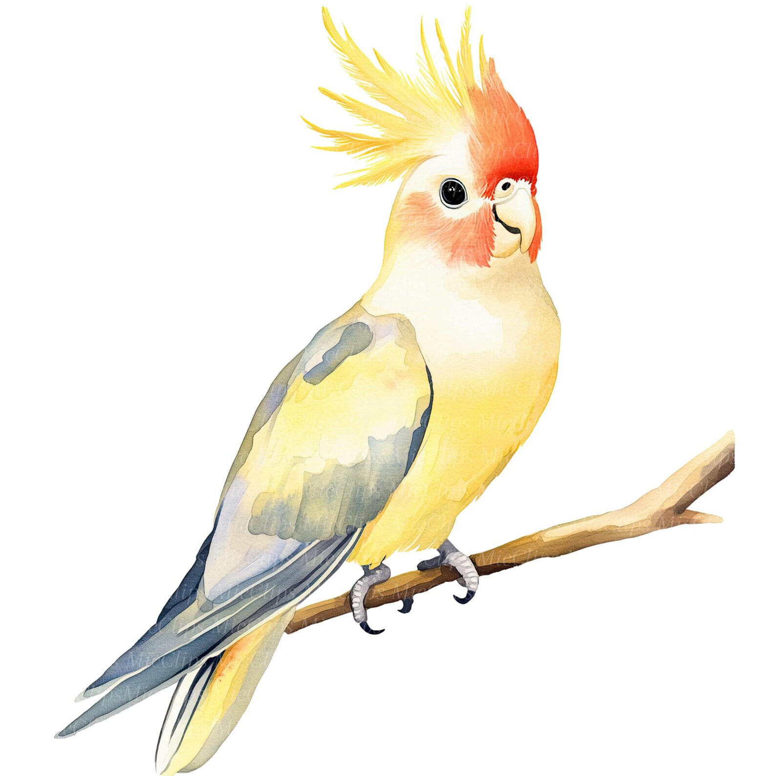 8 Bird Clipart, Watercolor Cockatiel, Printable Clipart, High Quality ...