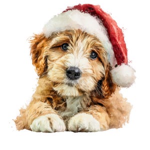 10 Festive Baby Labradoodles, Golden Doodle With a Santa Hat, Christmas ...