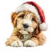10 Festive Baby Labradoodles, Golden Doodle With a Santa Hat, Christmas ...