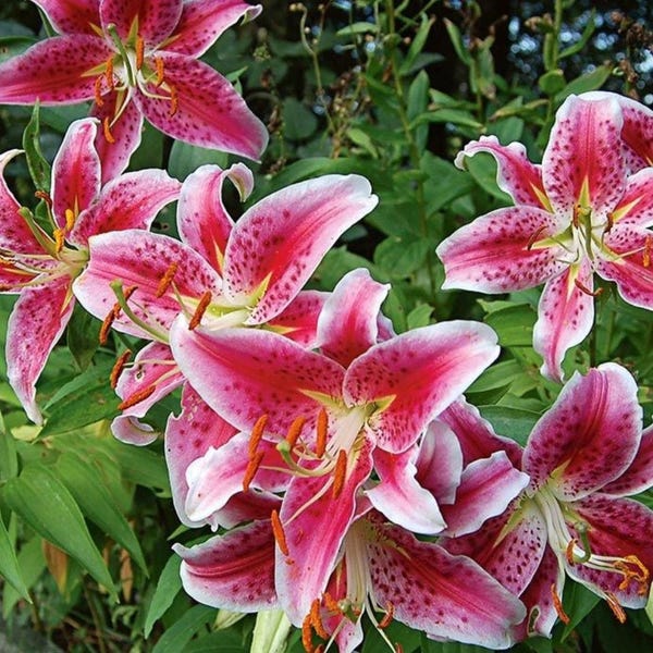 Stargazer Seeds - Etsy