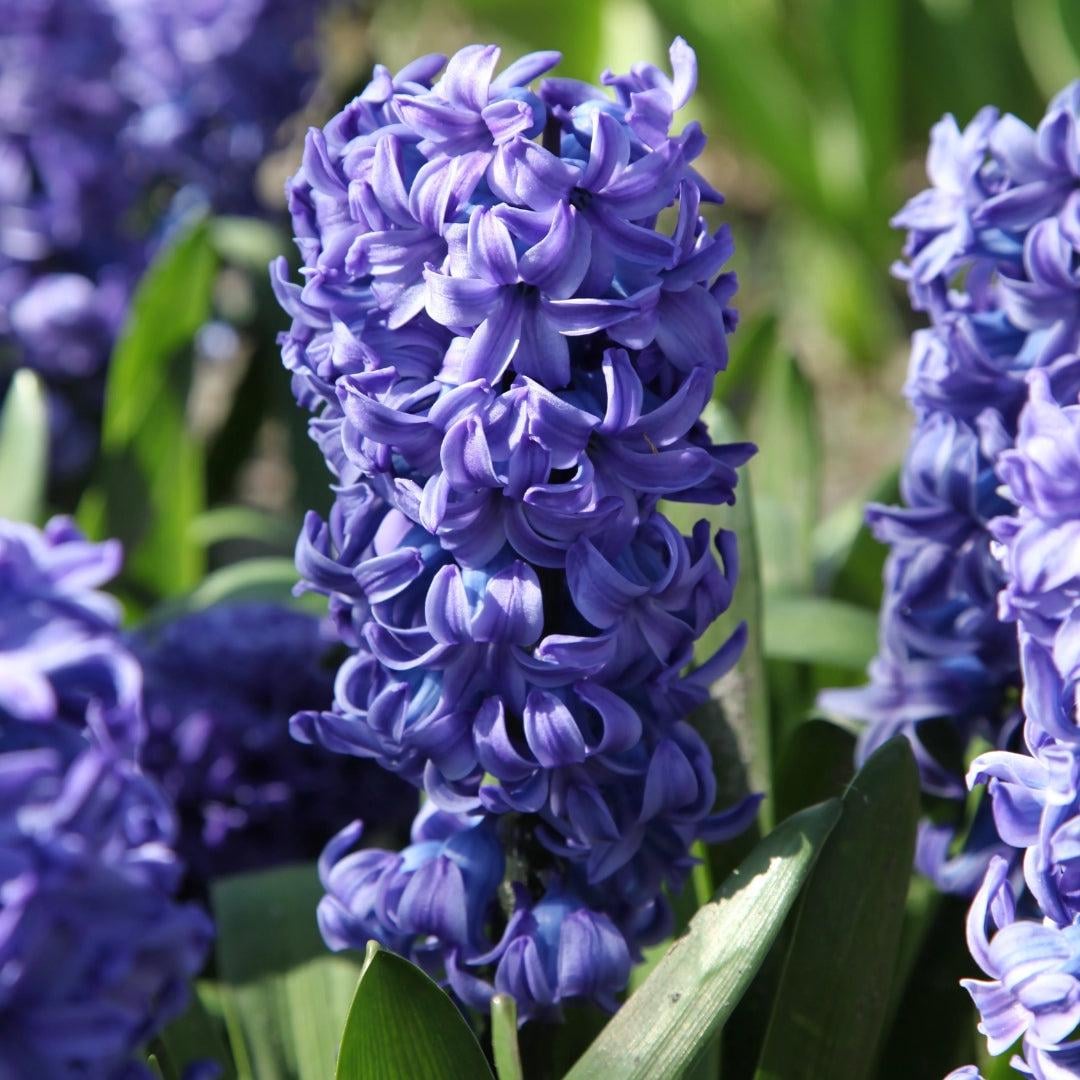Delft Blue Hyacinth Bulbs Pre-order - Etsy