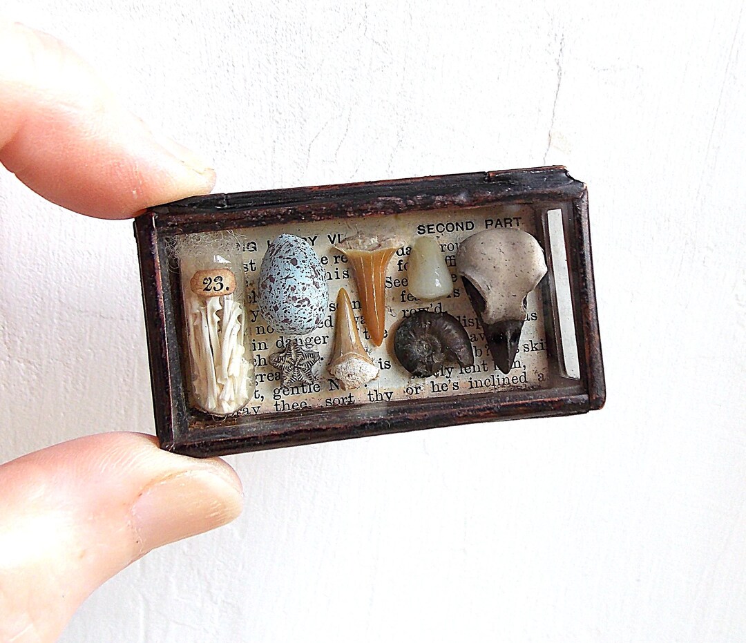 Natural History Pocket Museum - Glass Box Assemblage Art Object - Etsy