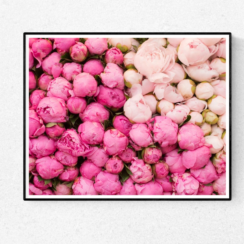 Peony Photography - Etsy