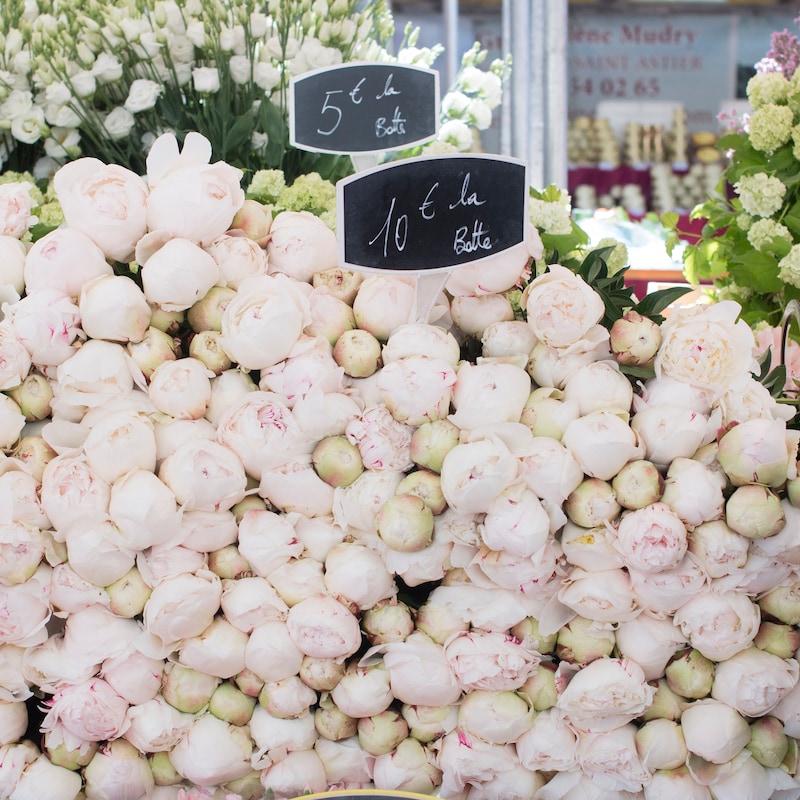 Paris Peonies - Etsy