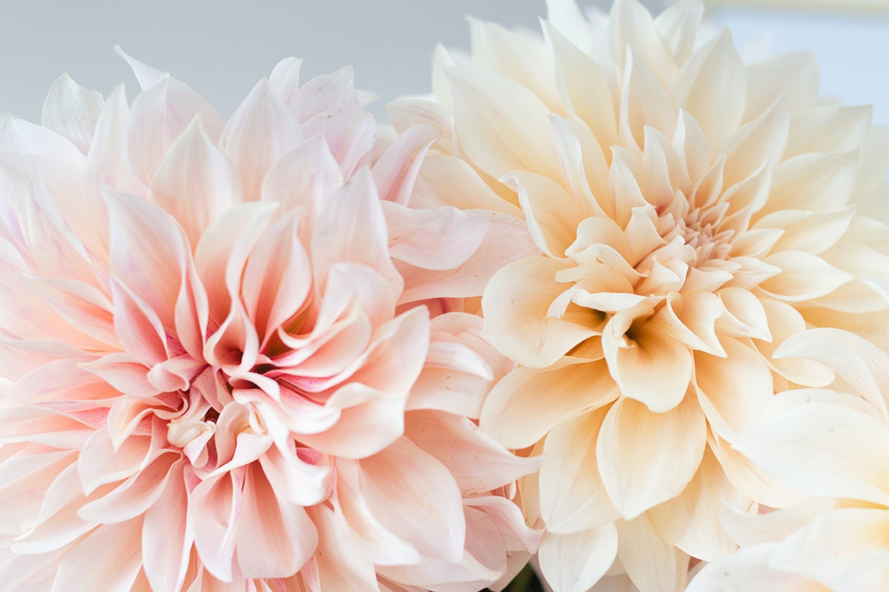 Light Pink Bouquet Dahlia