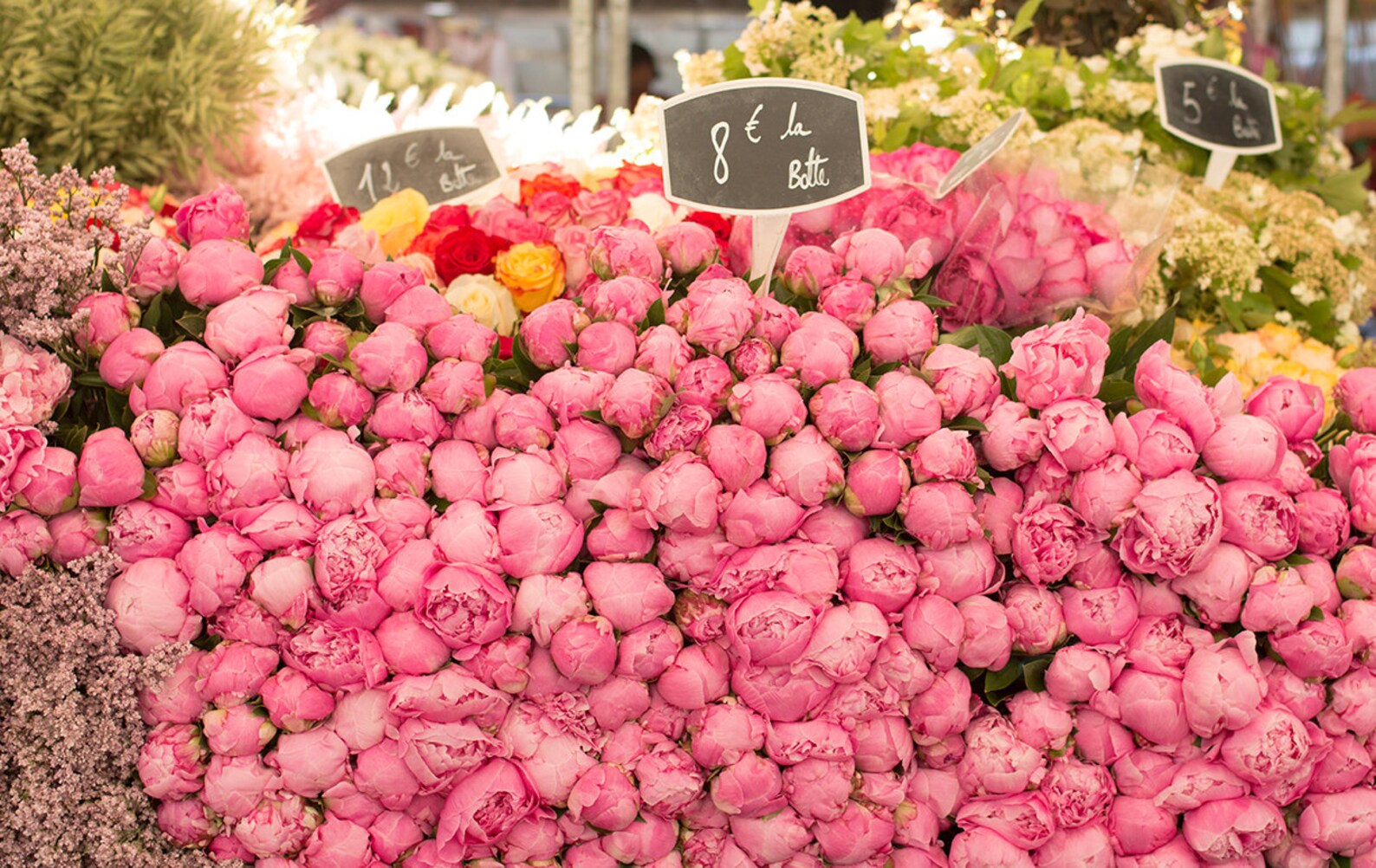 Nature Photograph, Bright Pink Peonies, Summer in Paris, French Wall ...