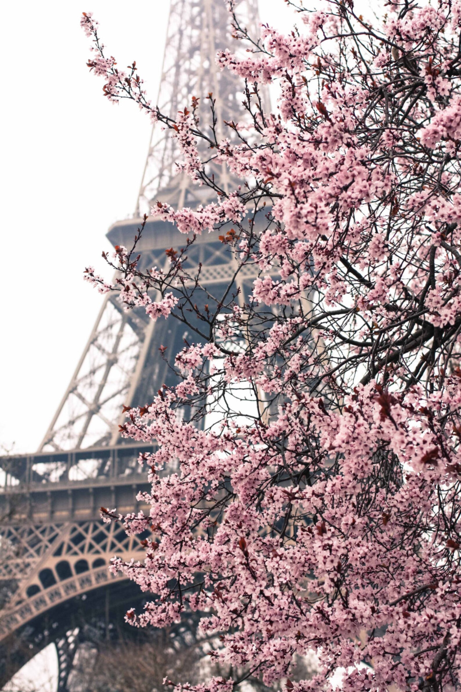 Paris Photography, Paris Je T'aime, Paris in the Springtime, Pink ...