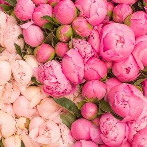 Paris Photography, Paris Peony Season, Pink Hues, Market in Paris, Pink ...