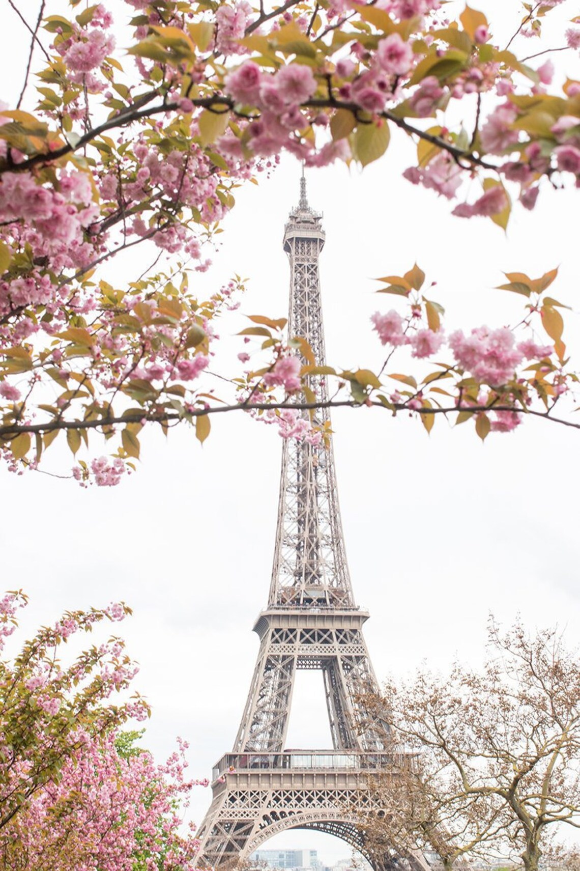 Paris Photography, Spring Cherry Blossoms at the Eiffel Tower, Paris in ...