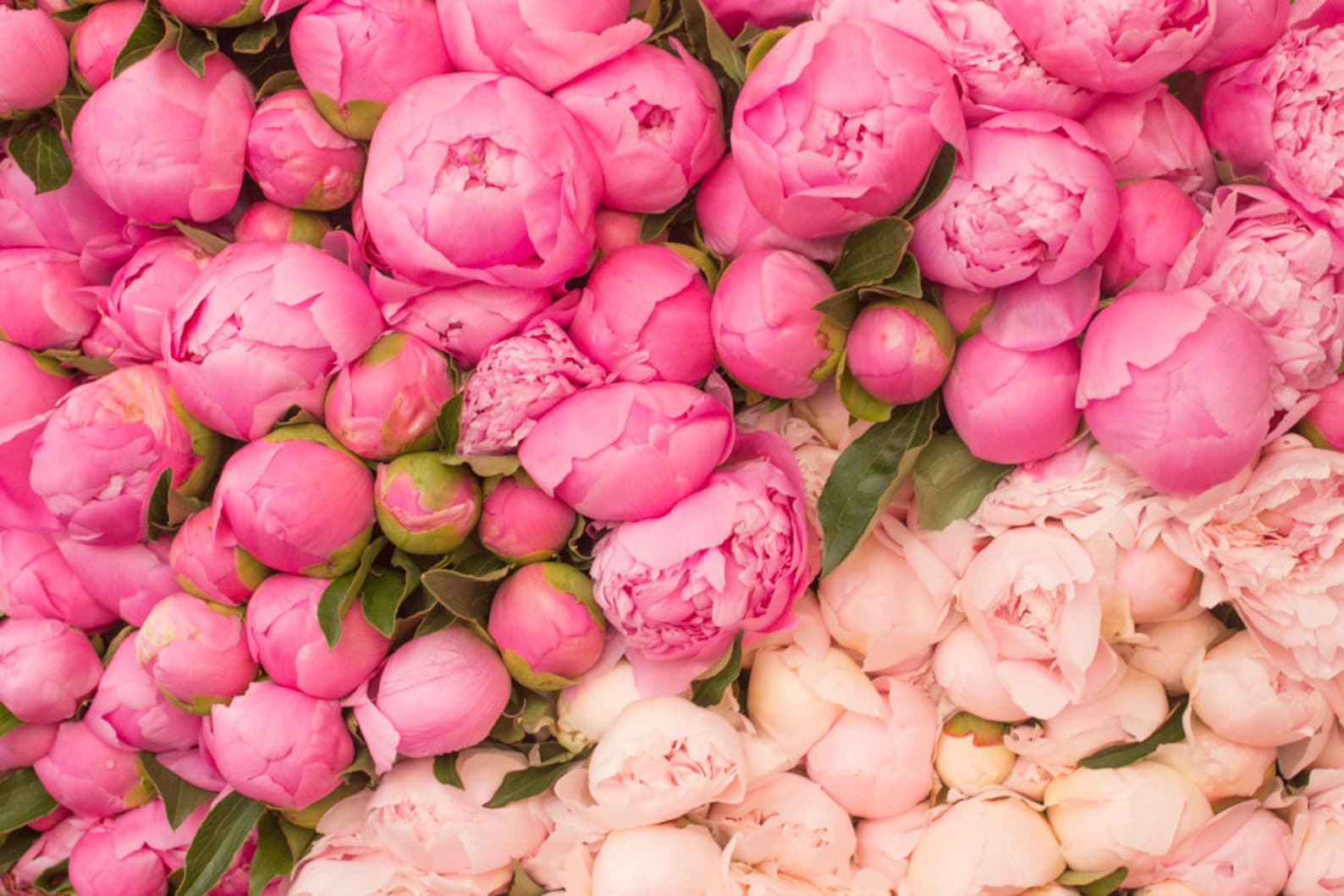 Paris Photography, Paris Peony Season, Pink Hues, Market in Paris, Pink ...