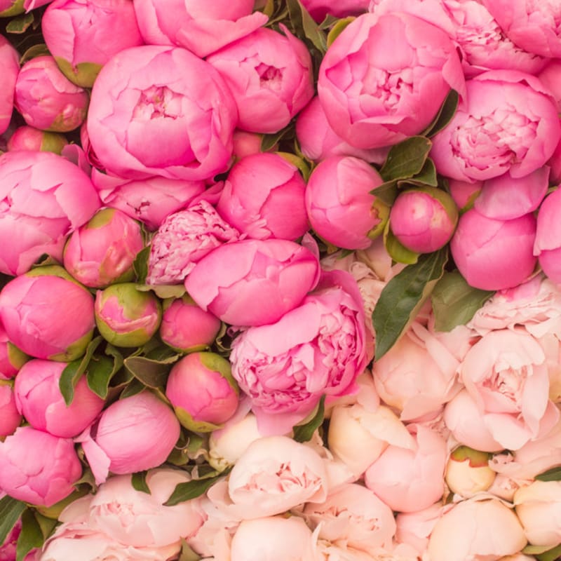 Paris Peonies - Etsy