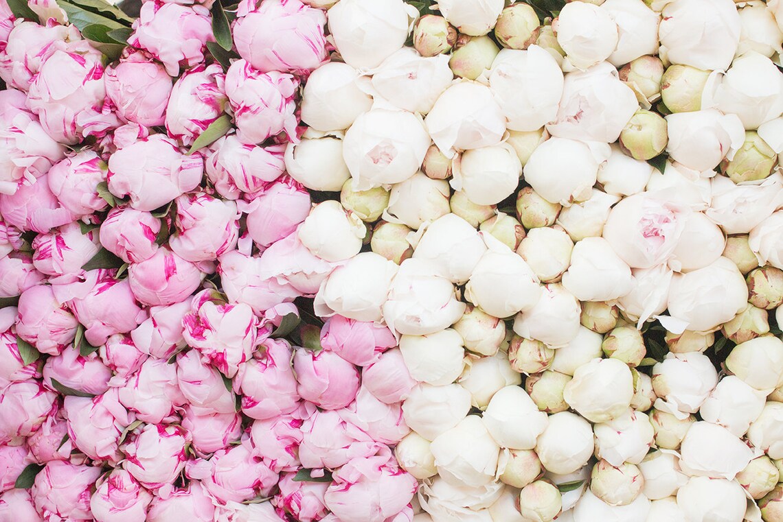 Paris Photograph, Paris Pink Peonies, Summer in Paris, French Wall ...