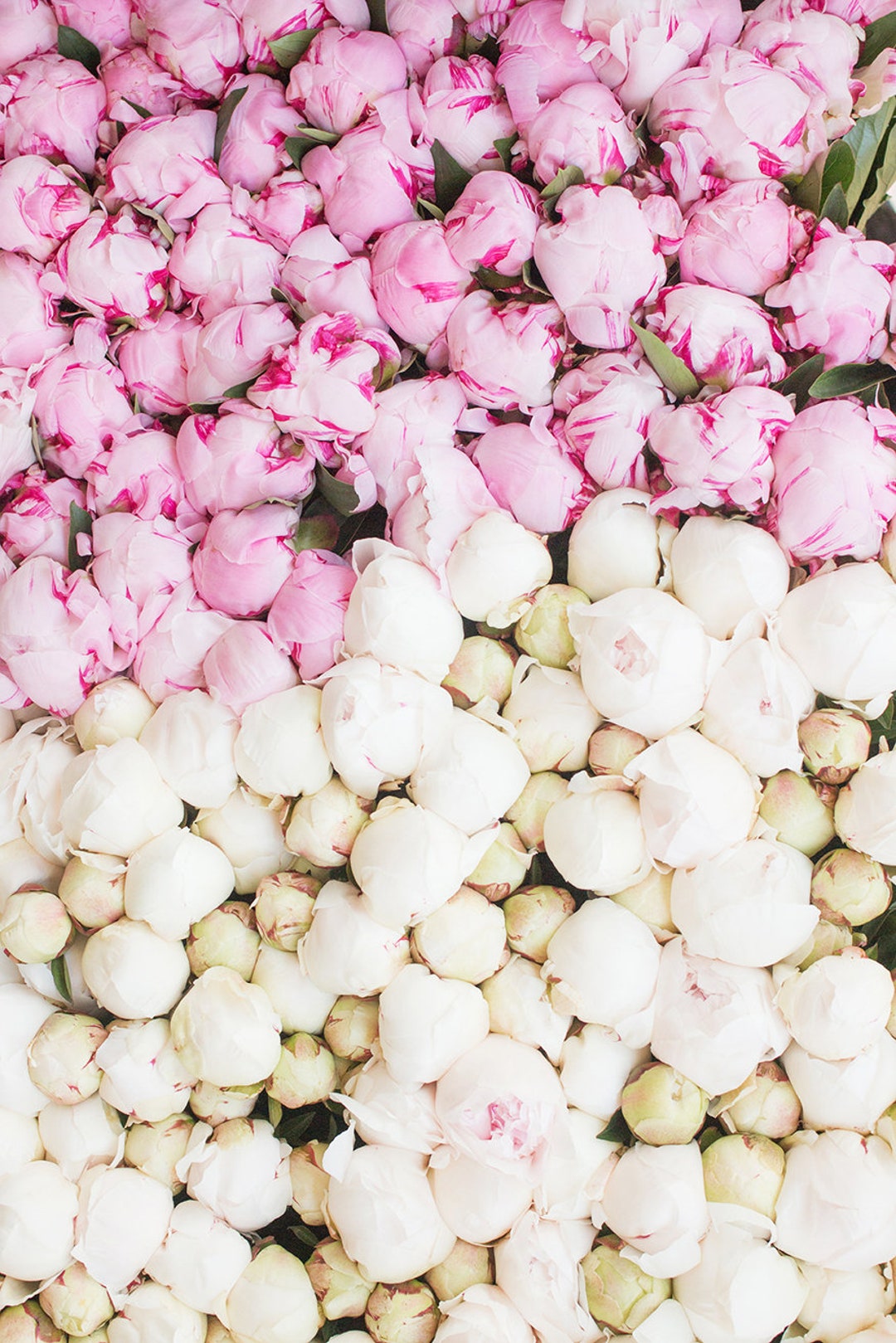 Paris Photograph, Paris Pink Peonies, Summer in Paris, French Wall ...