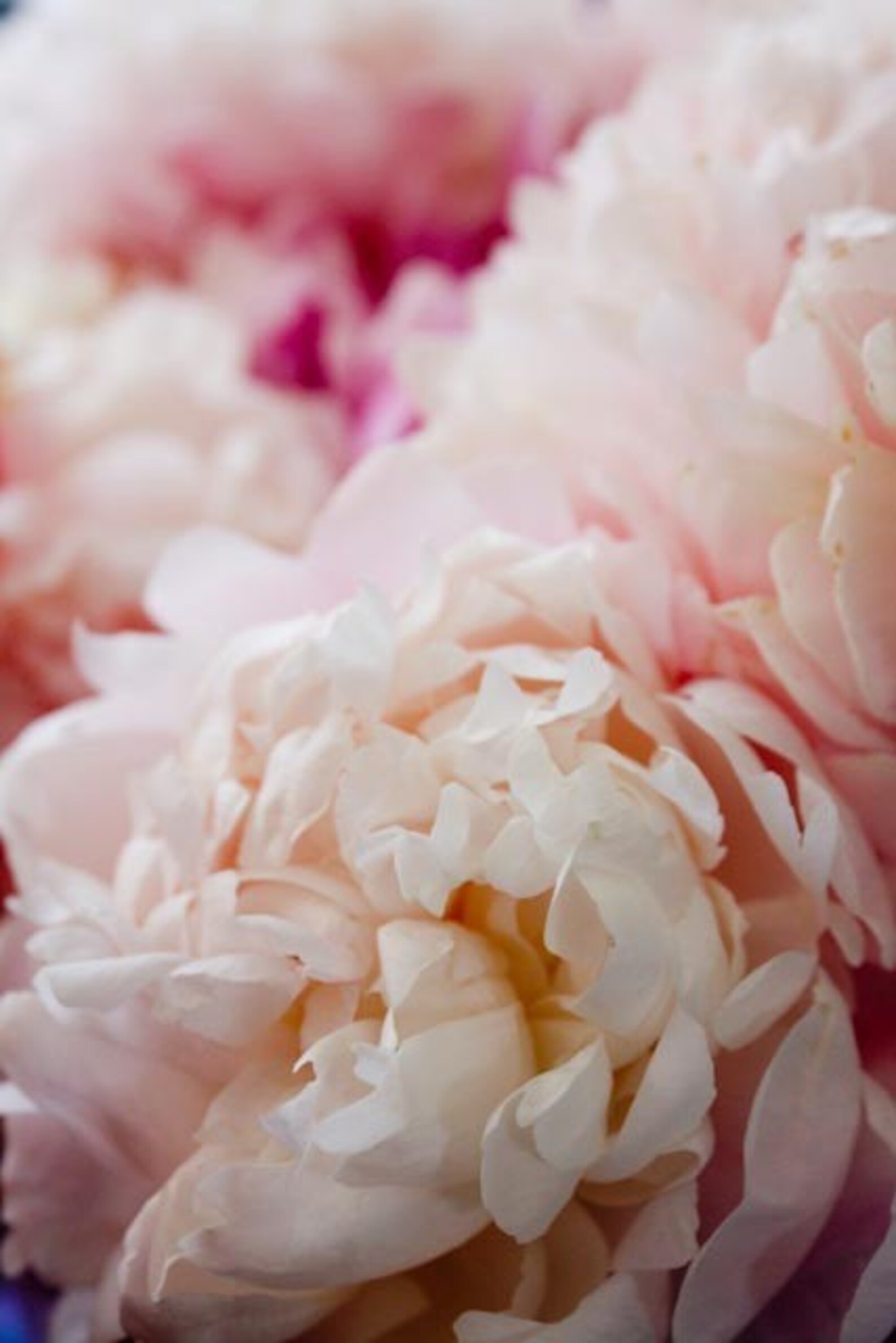 Nature Photography, Fragrant Peony in Paris, Paris Baby Pink Peony ...