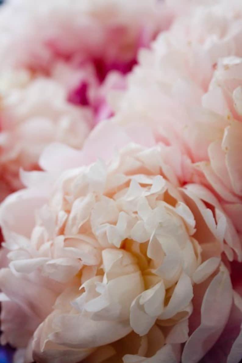 Nature Photography, Fragrant Peony in Paris, Paris Baby Pink Peony ...