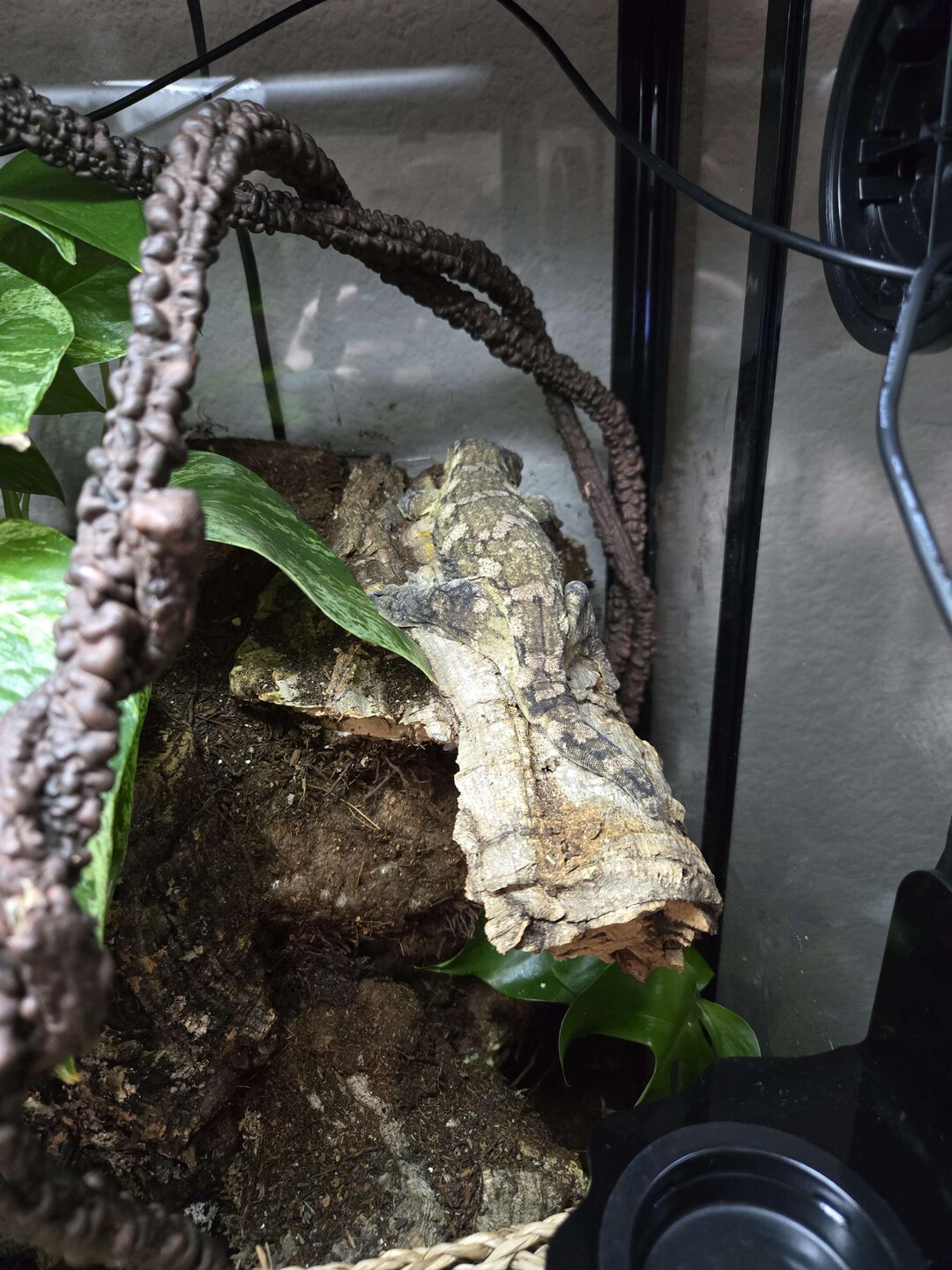 Bioactive Enclosure Springtail Cleanup Colony - Etsy