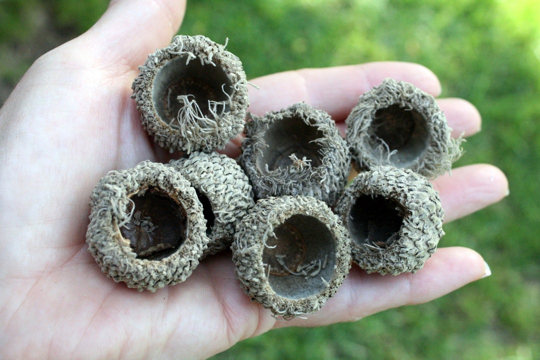 Acorn Caps, Medium and Giant Size Acorns, Burr Oaks Acorns, Acorns for ...