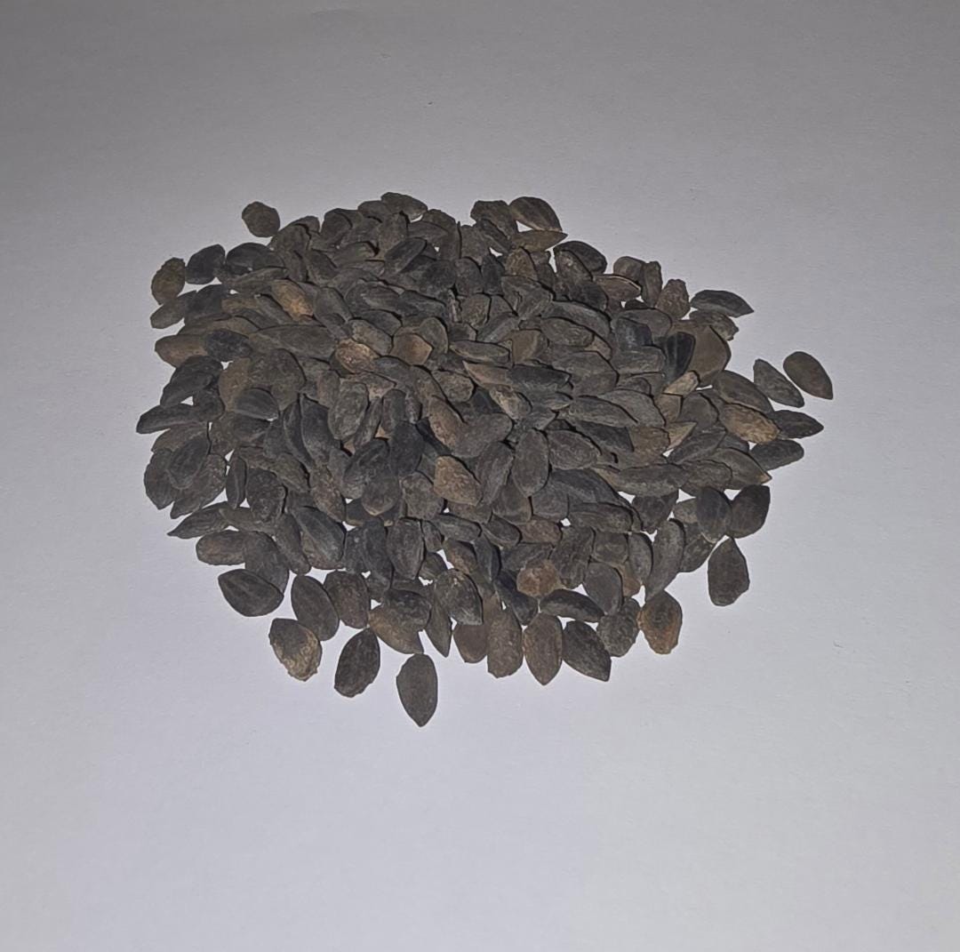 Radiata Pine Seed (10g-1kg) – Fast-growing Evergreen Tree Seeds for ...