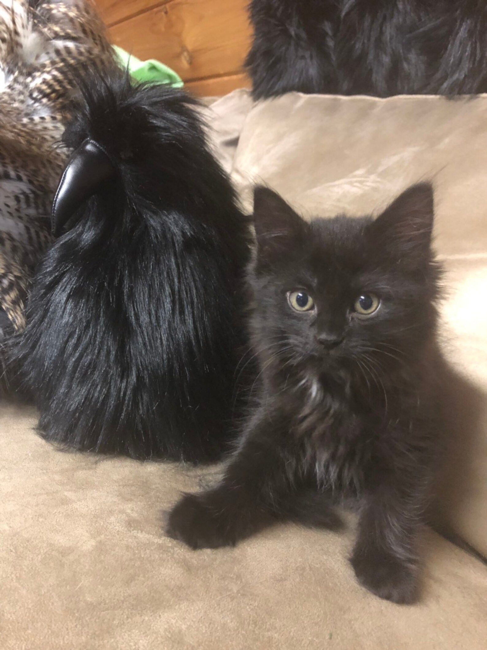 Little Boy Boo - Etsy