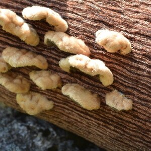 Your Very Own Log With Fuzzy Fungus - Etsy Canada