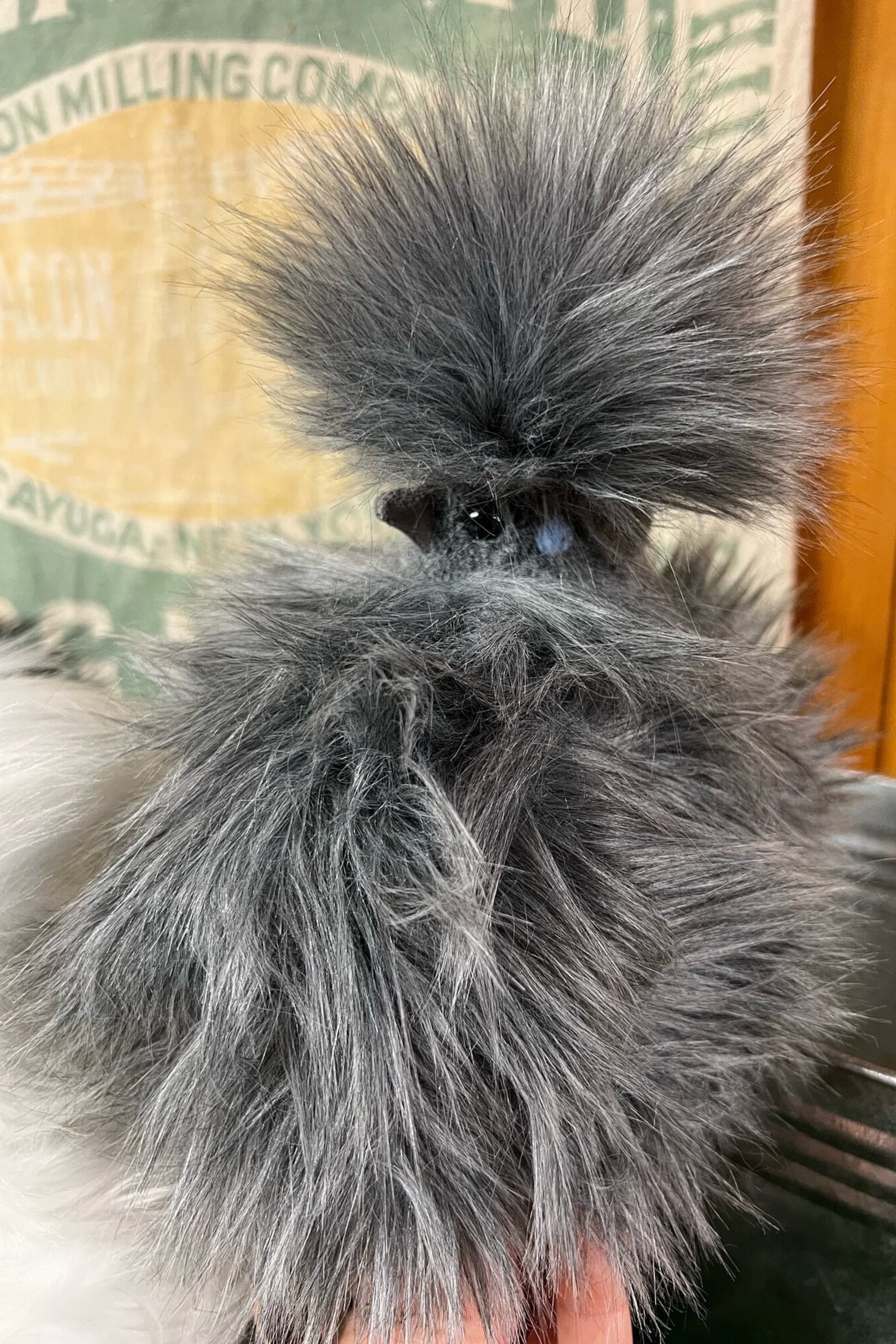 Pippy, Poppy, Peppy and Pal the Mini Silkies - Etsy