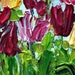 Original Oil Painting Tulips Spring Flowers Impasto Art SMALL CANVAS ...