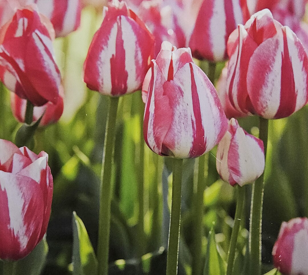 Red and White Peppermint Tulip Bulbs 11/12 Cm Size - Etsy
