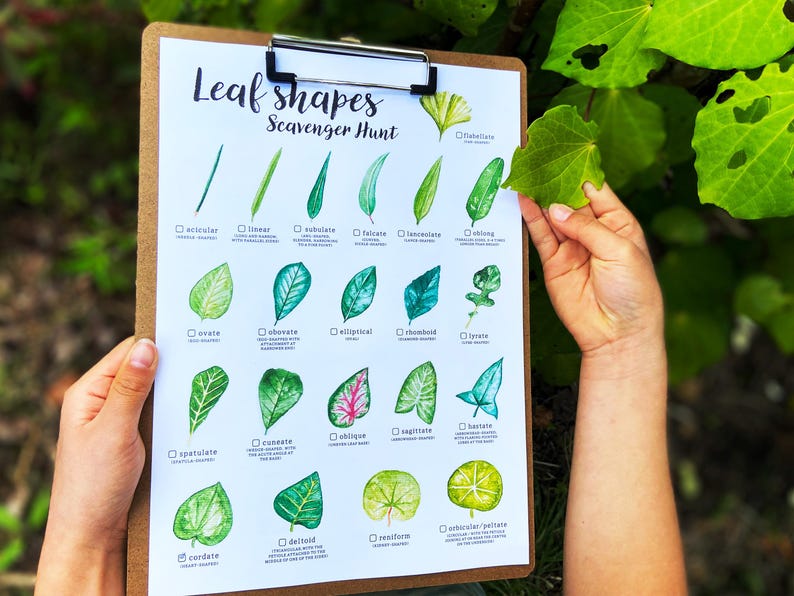 Leaf Shapes Scavenger Hunt, Printable Nature Activity for Kids, Outdoor ...