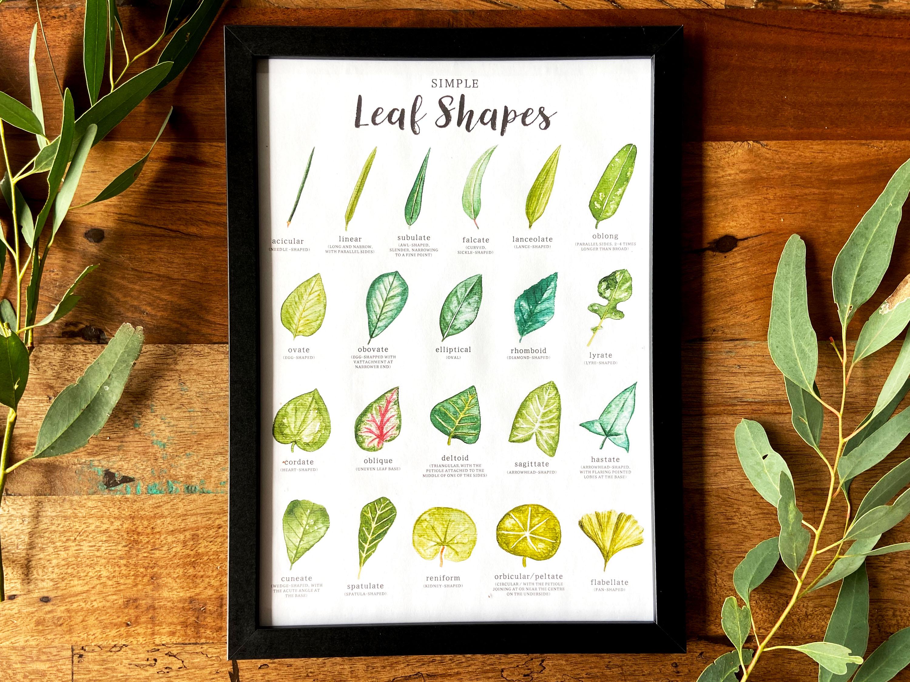 Simple Leaf Shapes Poster, Printable Nature Wall Art, Classroom Decor ...