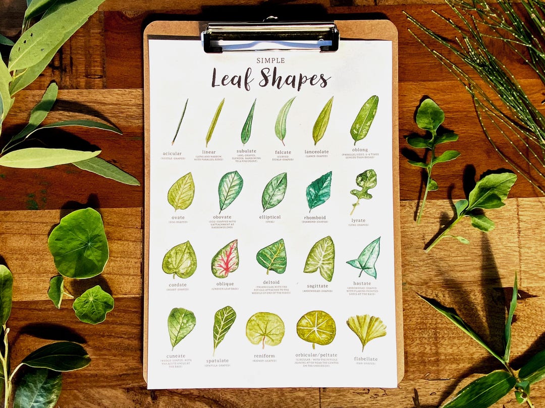 Simple Leaf Shapes Poster, Printable Nature Wall Art, Classroom Decor ...