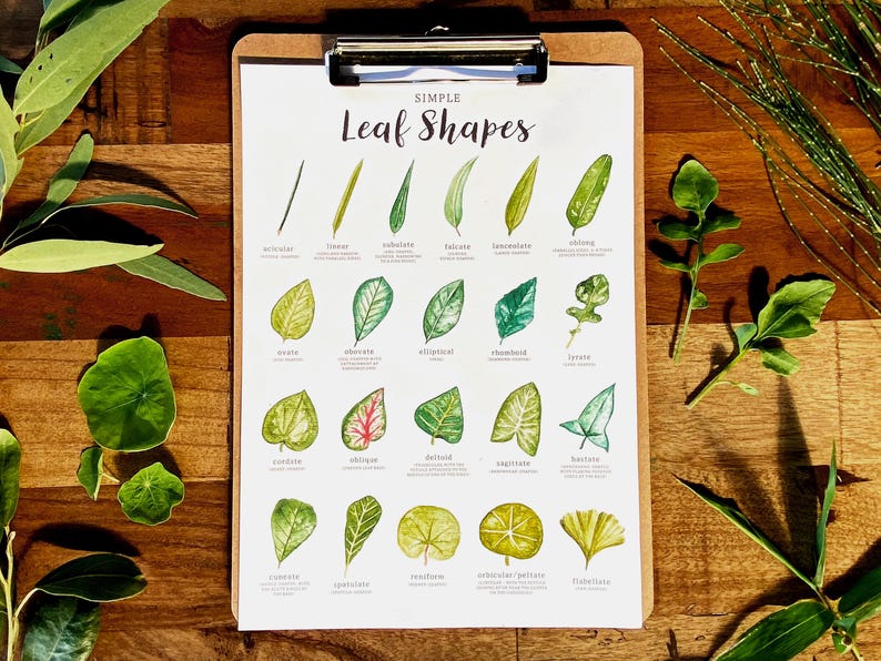 Simple Leaf Shapes Poster, Printable Nature Wall Art, Classroom Decor ...