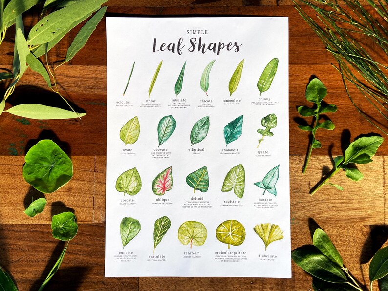 Simple Leaf Shapes Poster, Printable Nature Wall Art, Classroom Decor ...